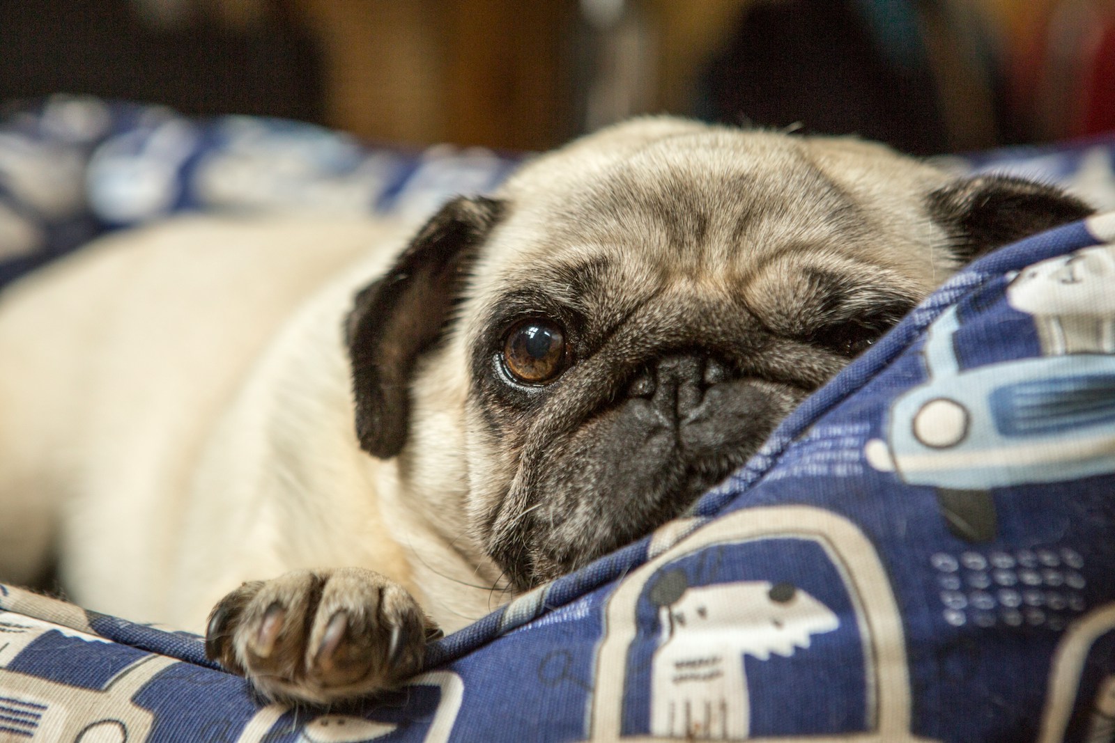 20 Dog Breeds with the Funniest Facial Expressions - Dog Breed Pro
