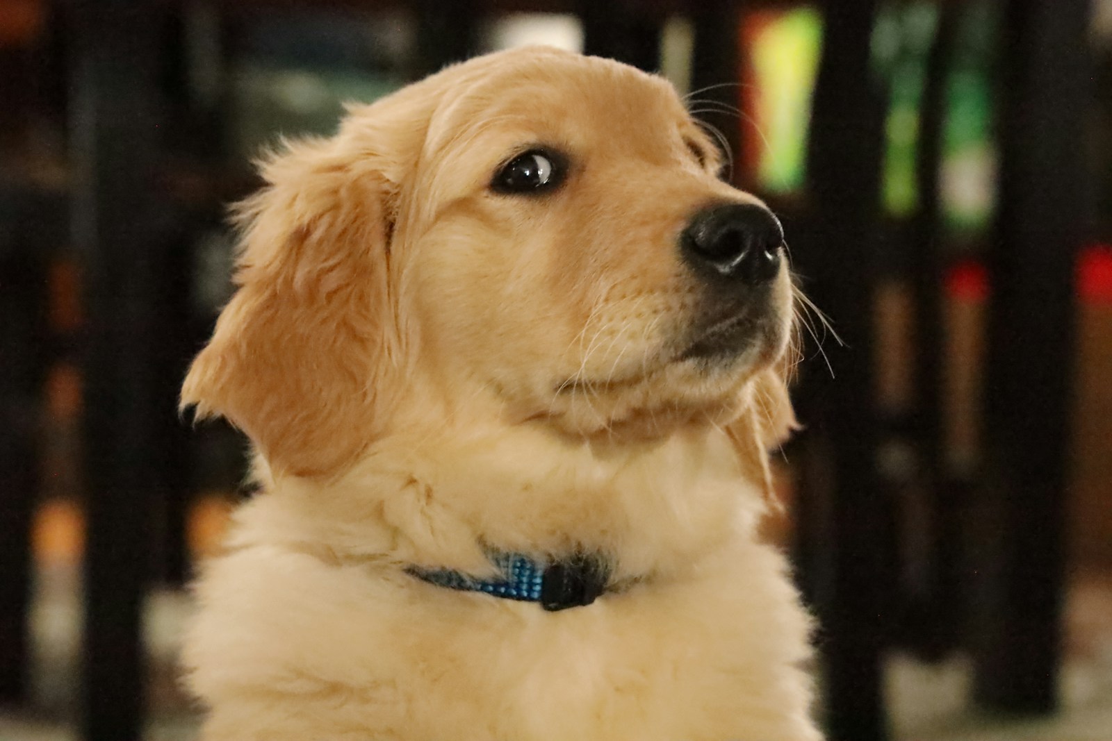 14 Dog Breeds That Were Popular in Movies and TV Shows - Dog Breed Pro