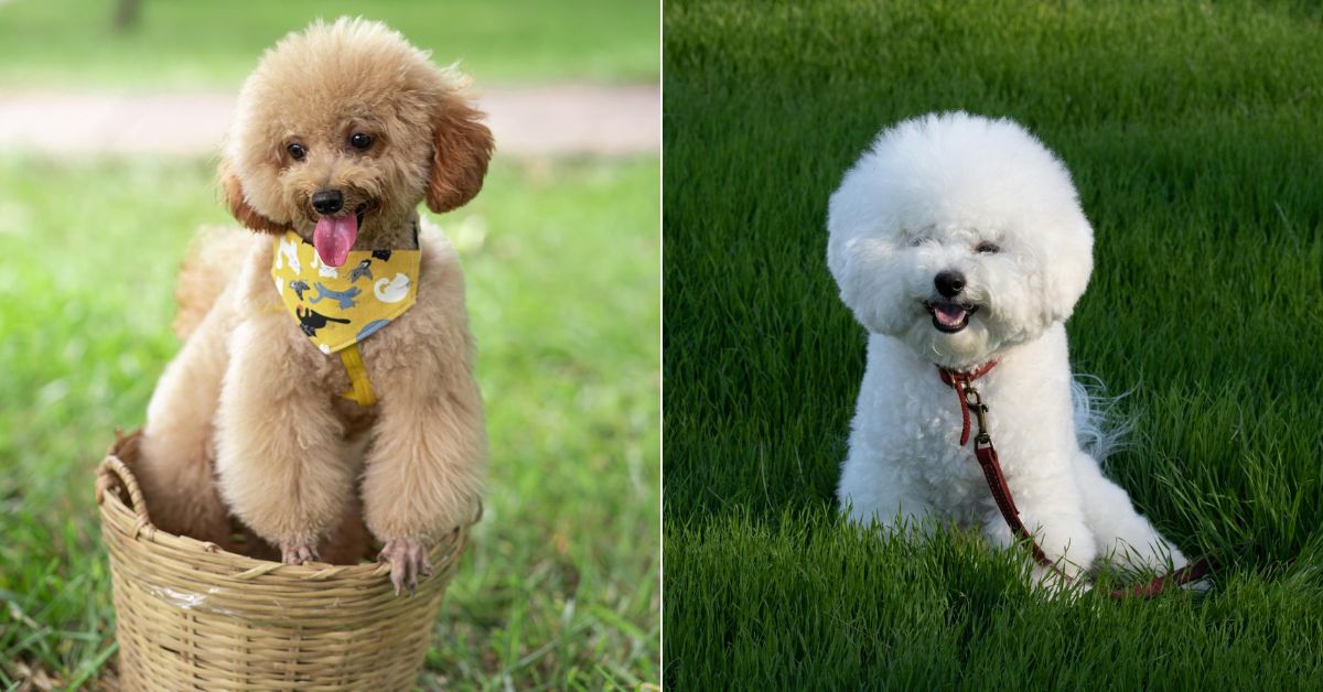 What Sets Poodles And Bichon Frises Apart? - Dog Breed Pro