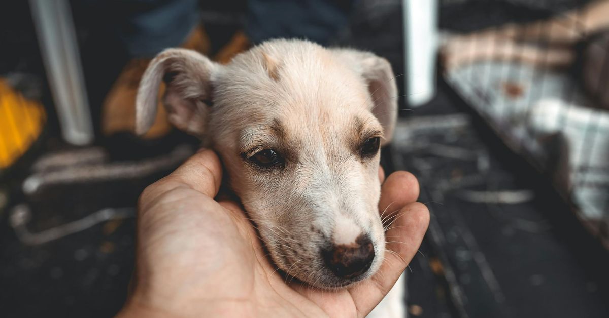 10 Warning Signs A Dog Breeder Is Not What They Seem - Dog Breed Pro