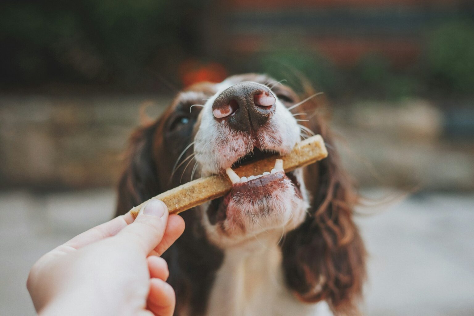 30 Things That Make Dogs Instantly Trust You - Dog Breed Pro