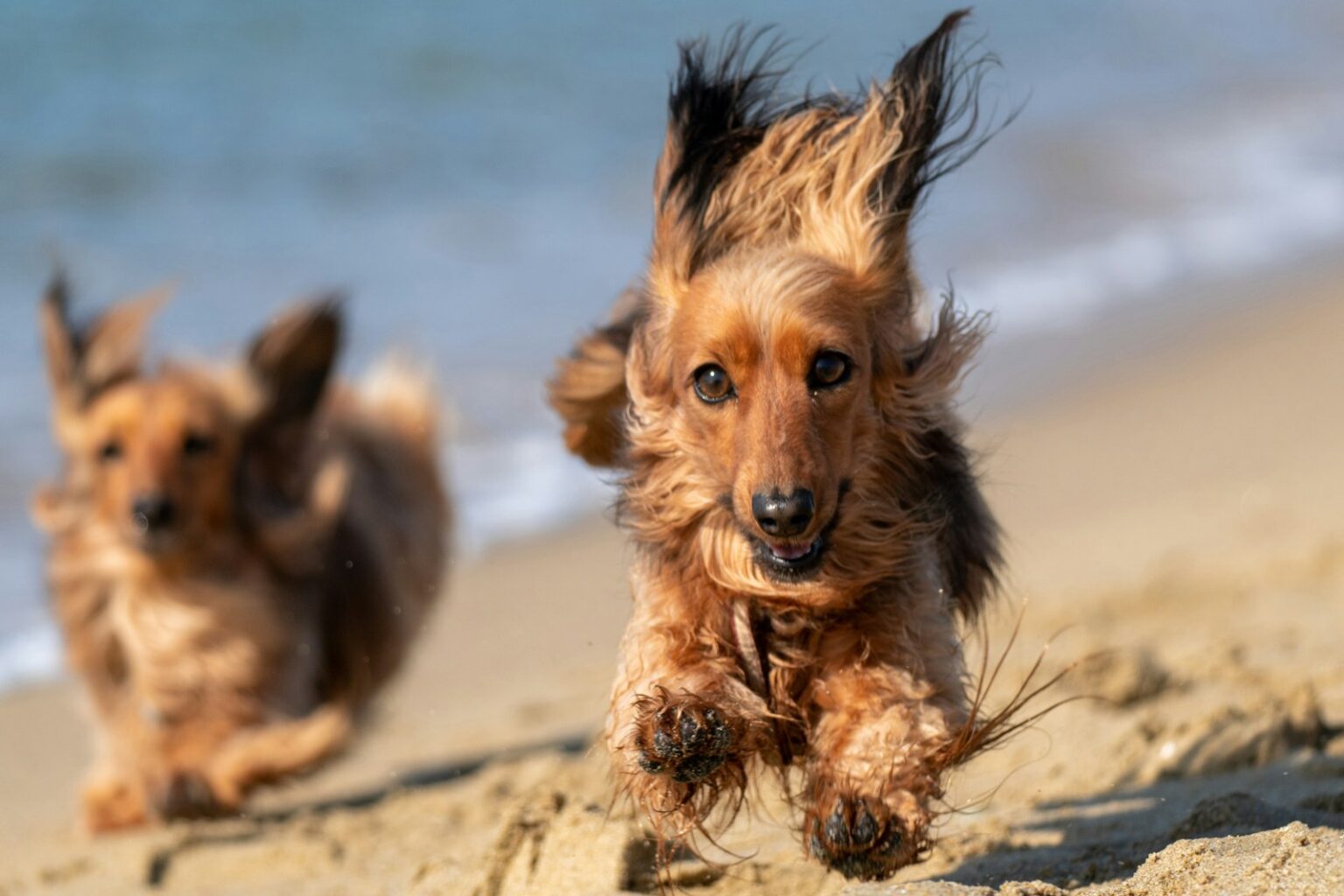 20 Dog Breeds with the Funniest Facial Expressions - Dog Breed Pro