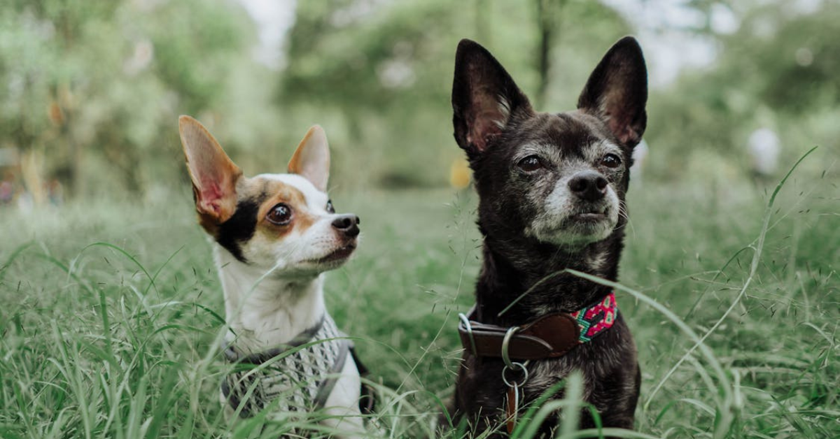 10 Chilly Pups That Need Protection From The Cold - Dog Breed Pro