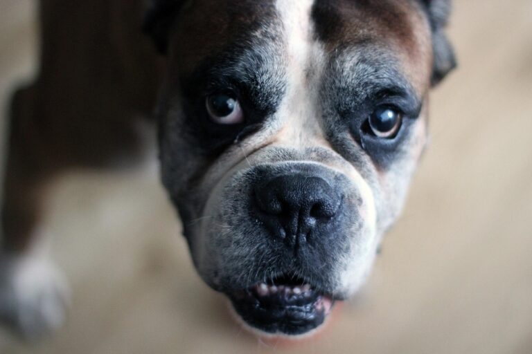 15 Unexpected Things You Didn’t Know About Boxers - Dog Breed Pro