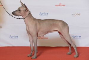 10 Unique Dog Breeds That Embrace The Bald Look - Dog Breed Pro
