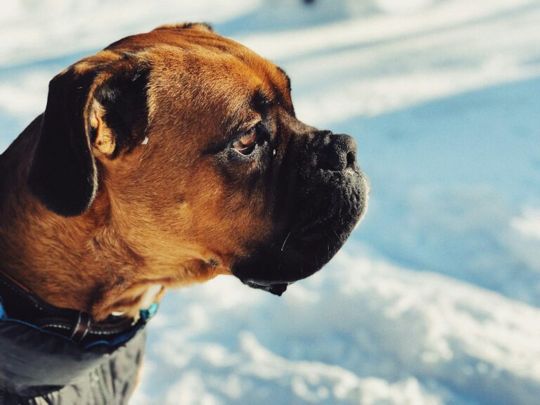 15 Unexpected Things You Didn’t Know About Boxers - Dog Breed Pro