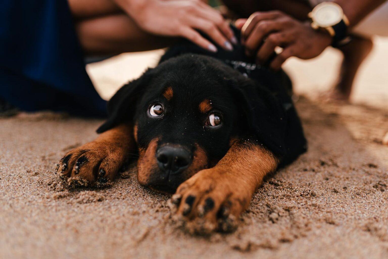 30 Dog Training Tips Every New Owner Should Know - Dog Breed Pro