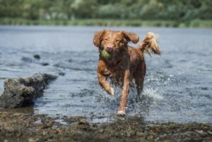 10 Things To Know About The Nova Scotia Duck Tolling Retriever - Dog ...