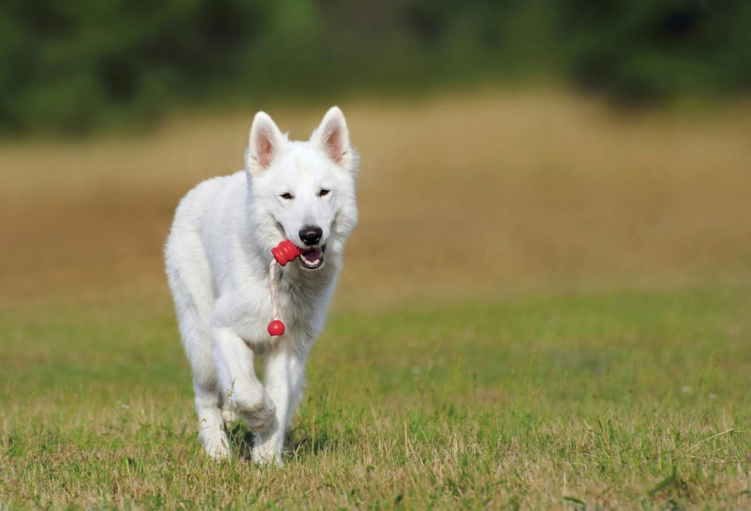 30 Dog Training Tips Every New Owner Should Know - Dog Breed Pro