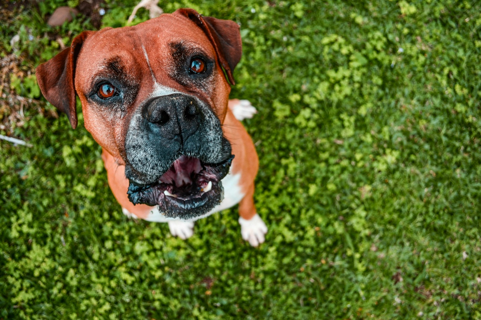 15 Unexpected Things You Didn’t Know About Boxers - Dog Breed Pro