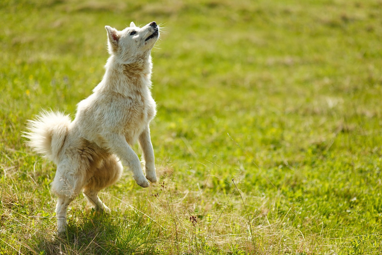 30 Reasons Why Dogs Are the Best Pets - Dog Breed Pro