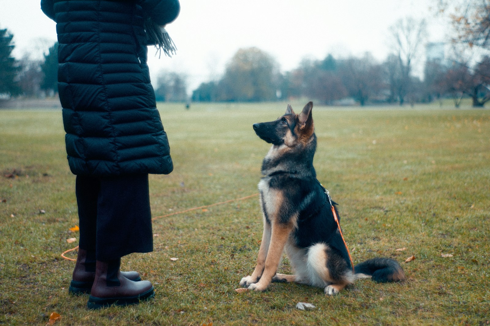 30 Dog Training Tips Every New Owner Should Know - Dog Breed Pro