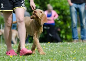 30 Dog Training Tips Every New Owner Should Know - Dog Breed Pro