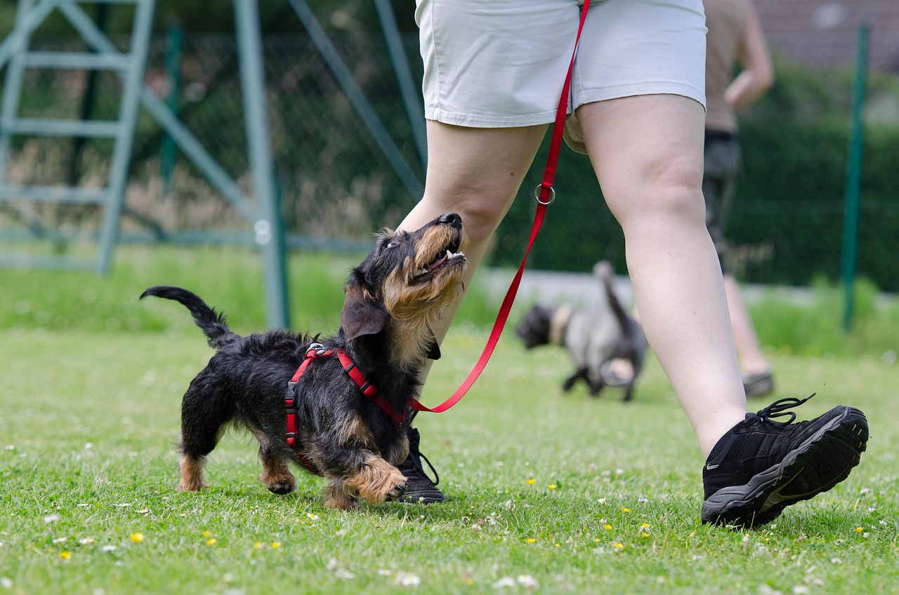 30 Dog Training Tips Every New Owner Should Know - Dog Breed Pro