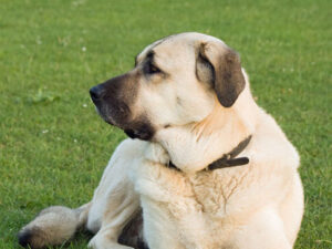 15 Healthiest Dog Breeds With the Least Health Issues - Dog Breed Pro