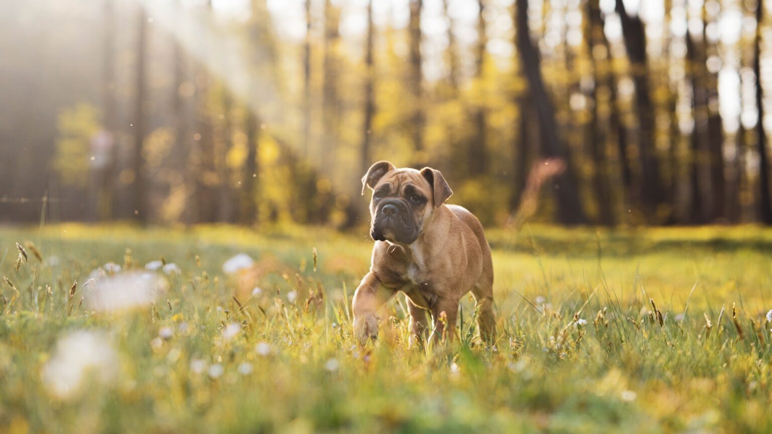 15 Unexpected Things You Didn’t Know About Boxers - Dog Breed Pro