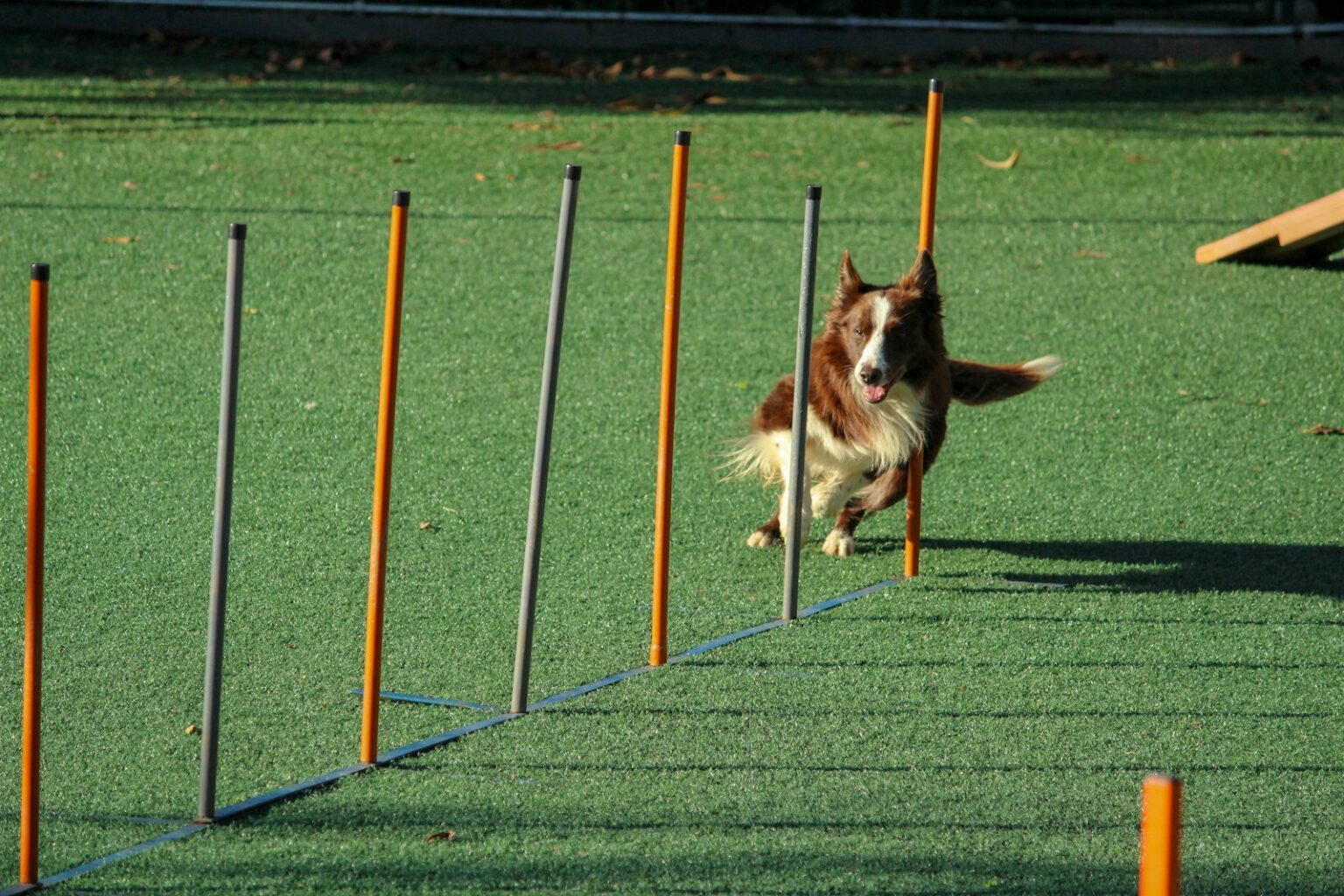 30 Dog Training Tips Every New Owner Should Know - Dog Breed Pro