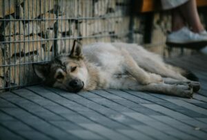 10 Canine Viruses Every Dog Owner Should Prepare For - Dog Breed Pro