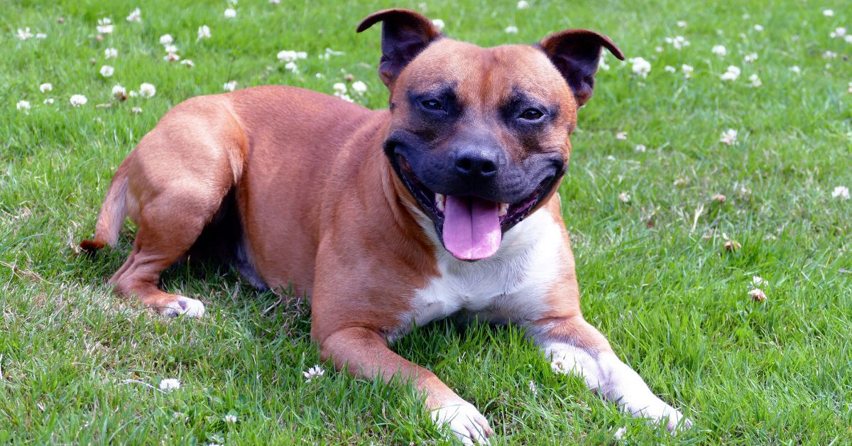 How Staffies Stand Out In The Dog World - Dog Breed Pro