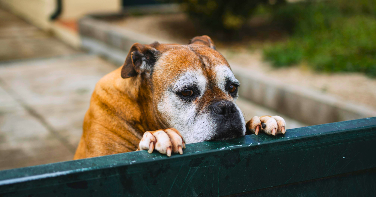 10 Experiences That Can Trigger PTSD In Dogs - Dog Breed Pro