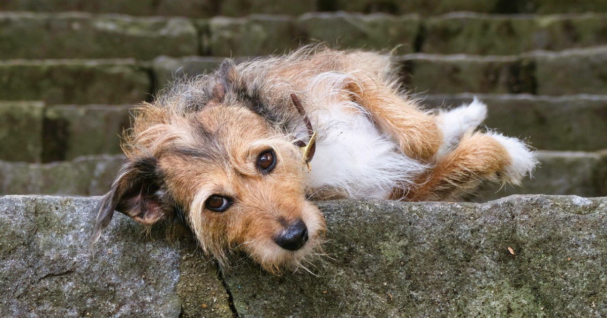 10 Surprising Traits That Make The Portuguese Podengo Stand Out - Dog ...