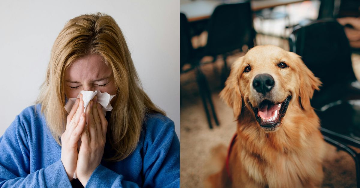 10 Ways To Cope With Pets If You Struggle With Allergies - Dog Breed Pro