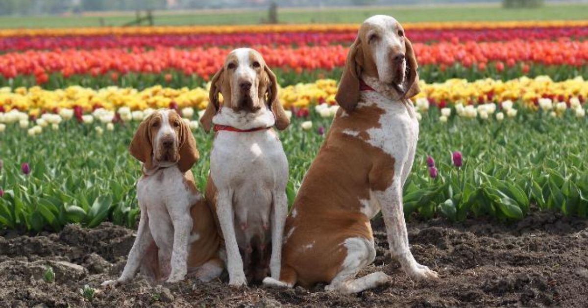Meet The Newest Dog Breeds In The AKC, Including One From 2025 - Dog ...