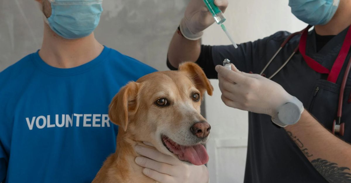 10 Canine Viruses Every Dog Owner Should Prepare For - Dog Breed Pro