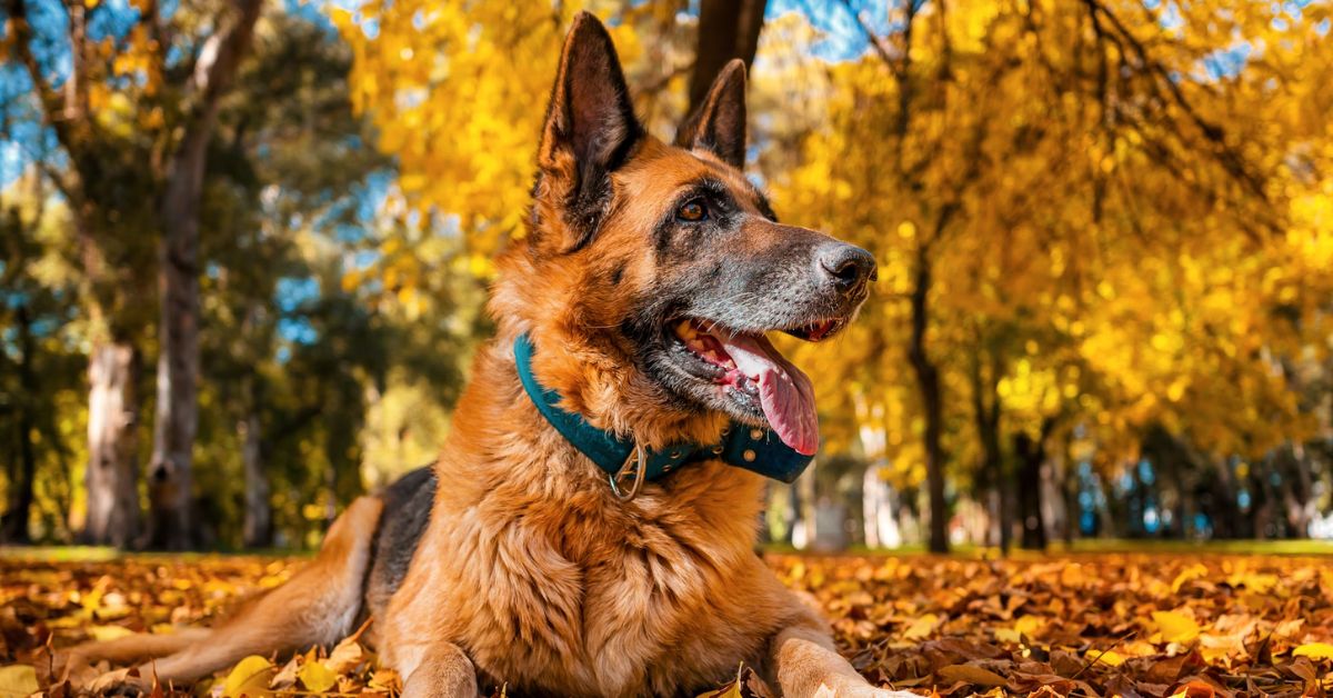 10 Dogs Built For Survival Even In The Harshest Conditions - Dog Breed Pro