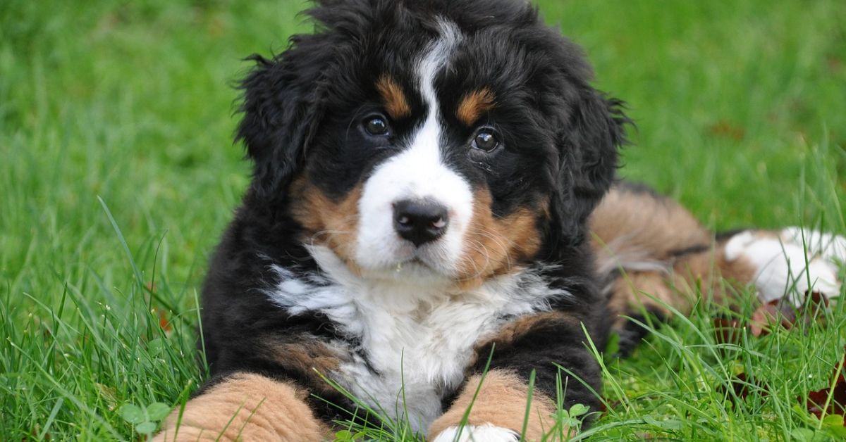 Mastering Puppyhood With A Bernese Mountain Dog - Dog Breed Pro