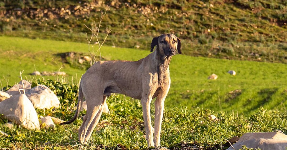 10 Things About Sloughi Dogs That’ll Help You Know Them Better - Dog ...