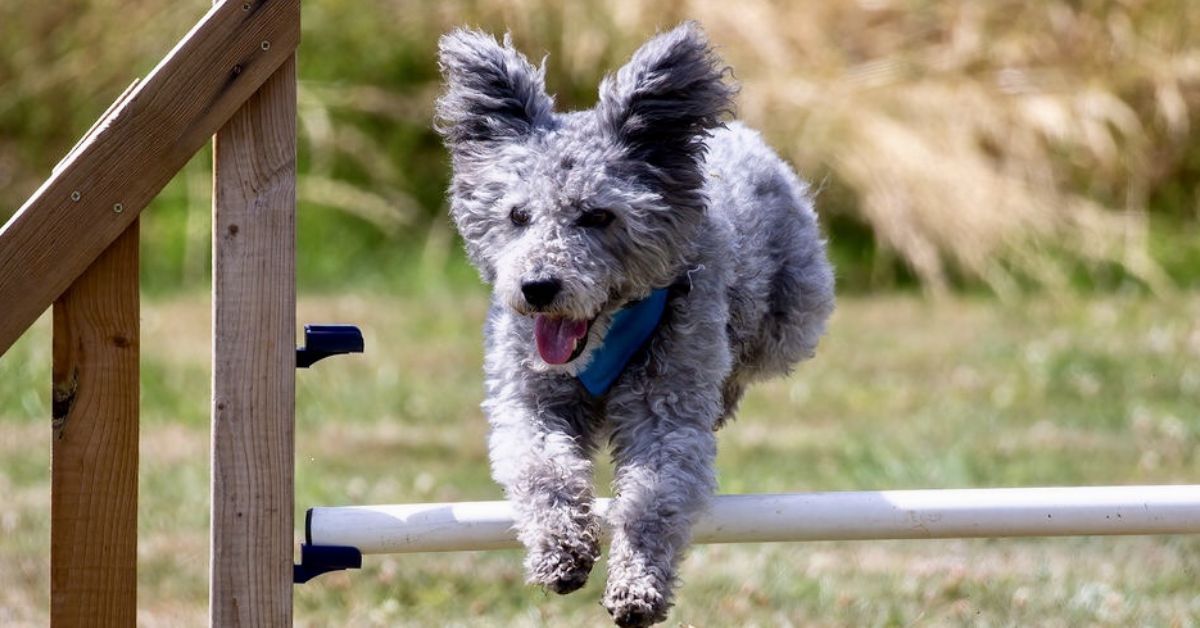 10 Defining Characteristics Of The Pumi Breed - Dog Breed Pro