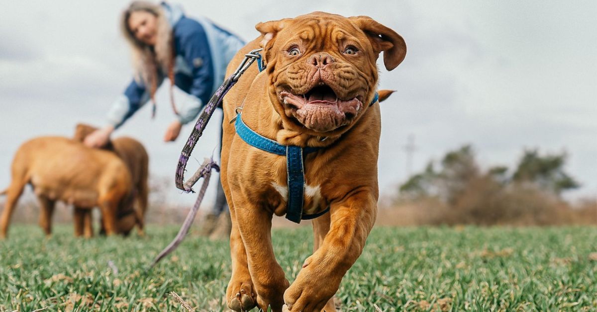 10 Reasons Why The Dogue De Bordeaux Truly Stand Out - Dog Breed Pro