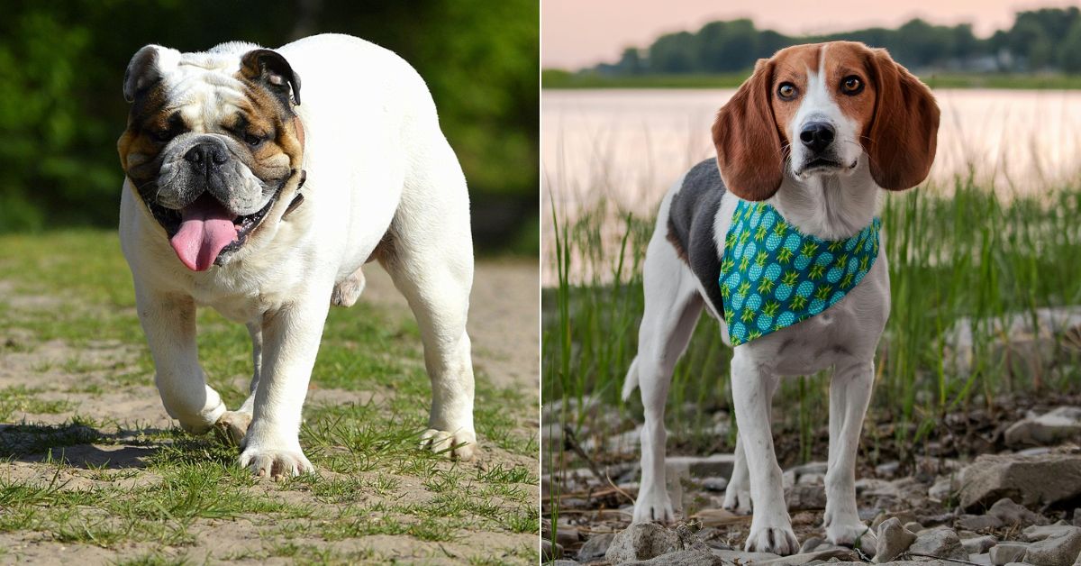 10 Things That Make Beabulls The Coolest Mashup In Dogdom - Dog Breed Pro