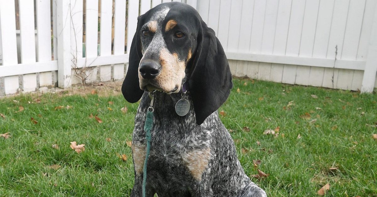 10 Must-Know Facts About The Remarkable Bluetick - Dog Breed Pro