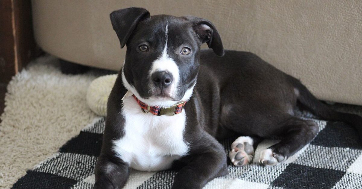 10 Mixed-Breed Dogs Who Love Their Humans The Most - Dog Breed Pro