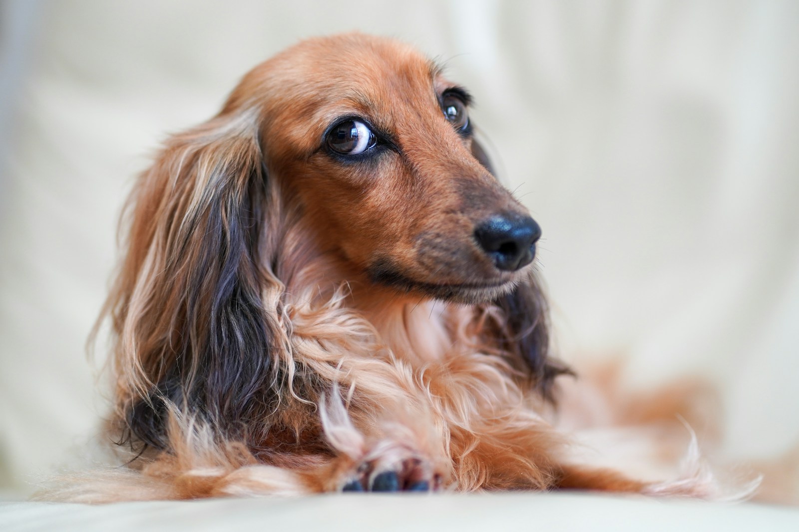 30 Things Your Dog Would Tell You If They Could Talk - Dog Breed Pro