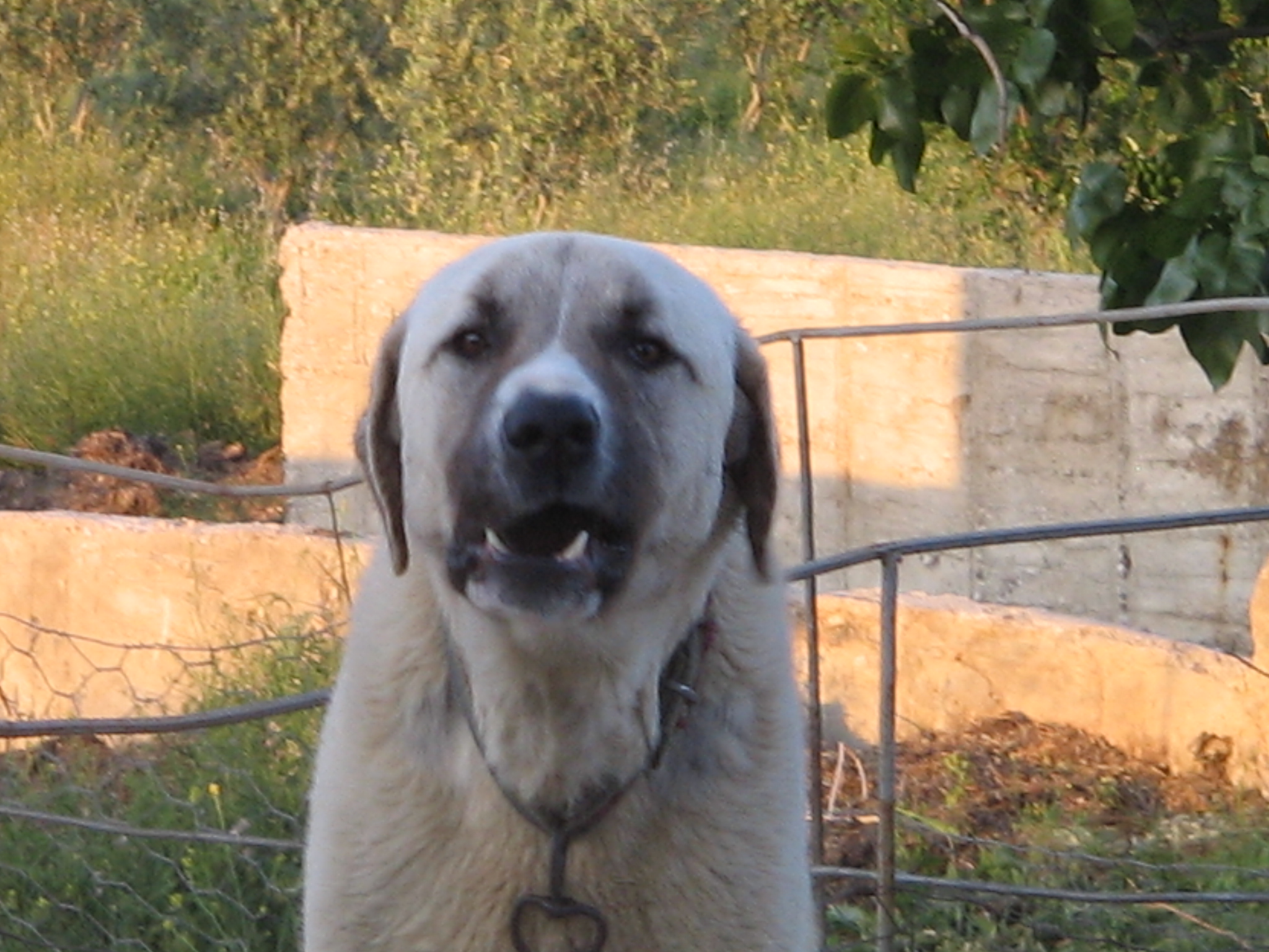 15 Dog Breeds That Burglars Are Most Afraid Of - Dog Breed Pro