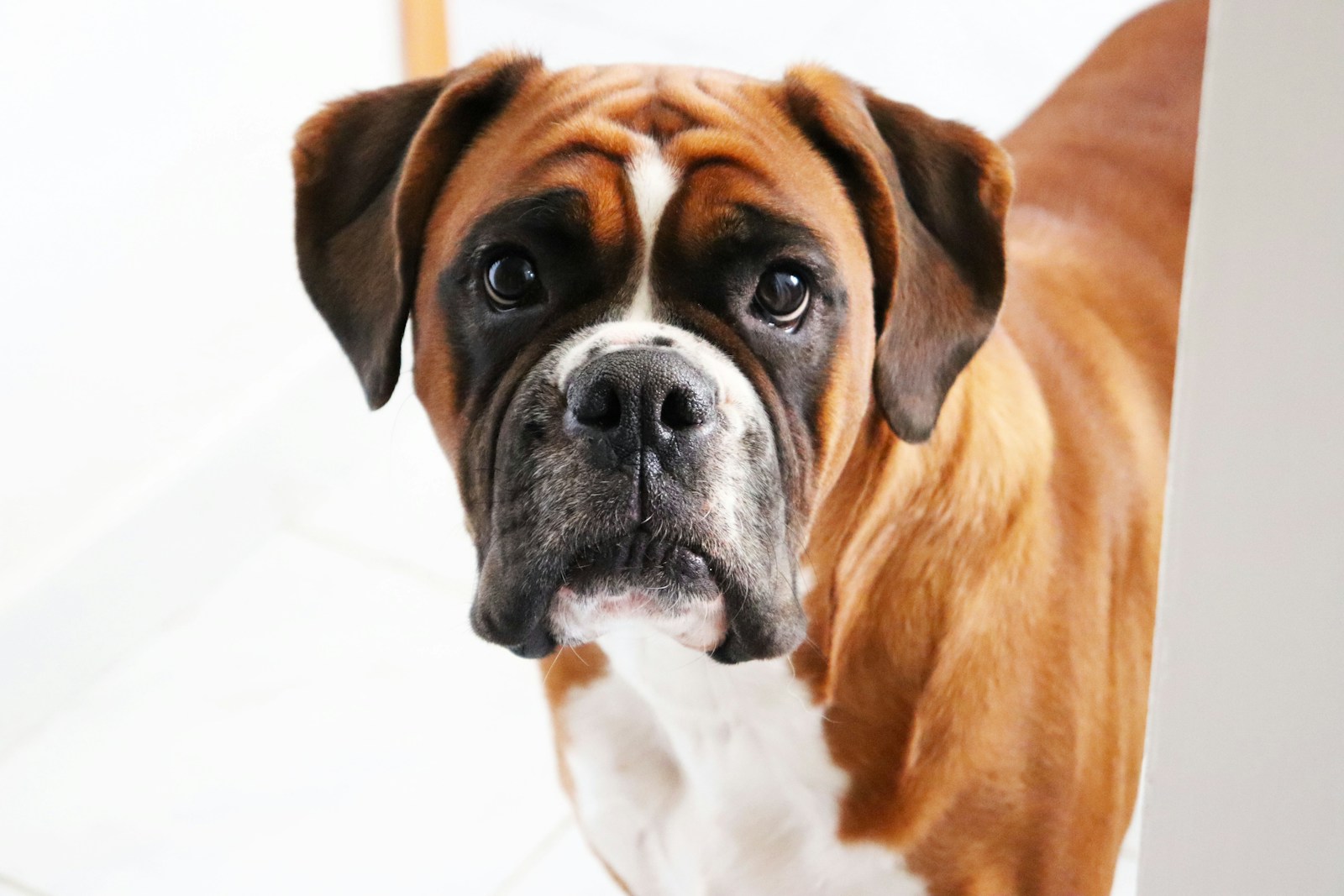 15 Unexpected Things You Didn’t Know About Boxers - Dog Breed Pro