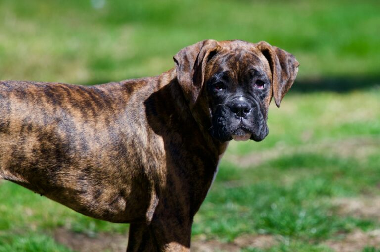 15 Unexpected Things You Didn’t Know About Boxers - Dog Breed Pro