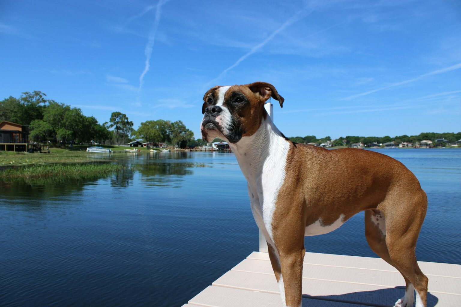 15 Unexpected Things You Didn’t Know About Boxers - Dog Breed Pro
