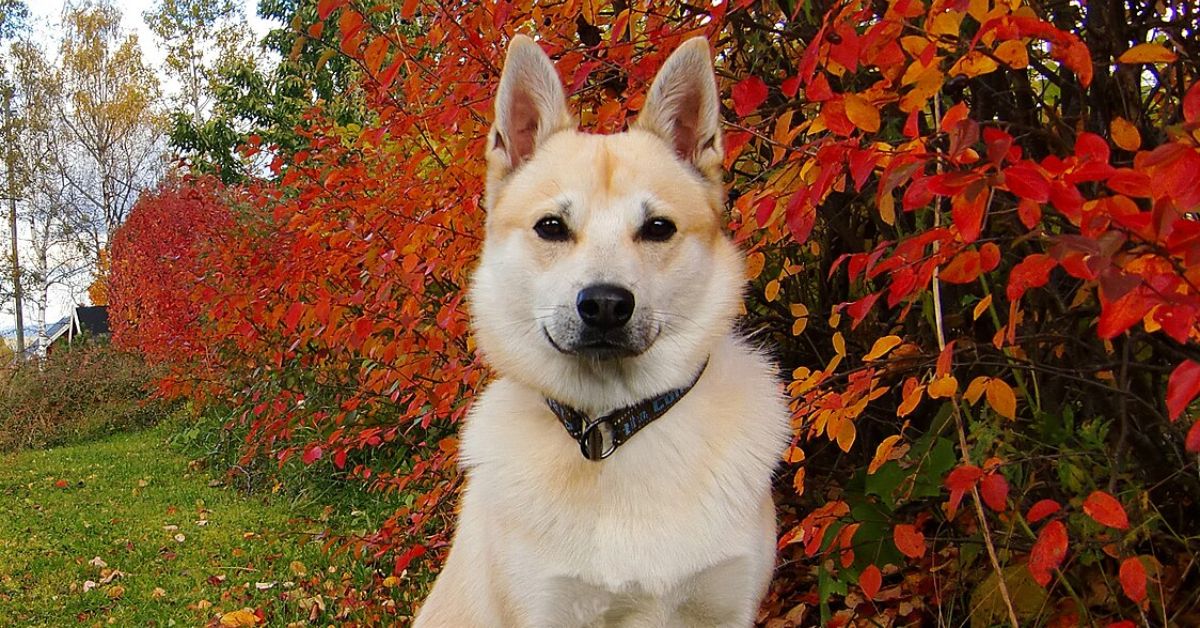 10 Insights Into The History And Traits Of The Norwegian Buhund - Dog ...