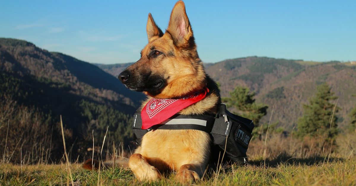 10 Qualities Of The German Shepherd That Define Its Strength - Dog ...