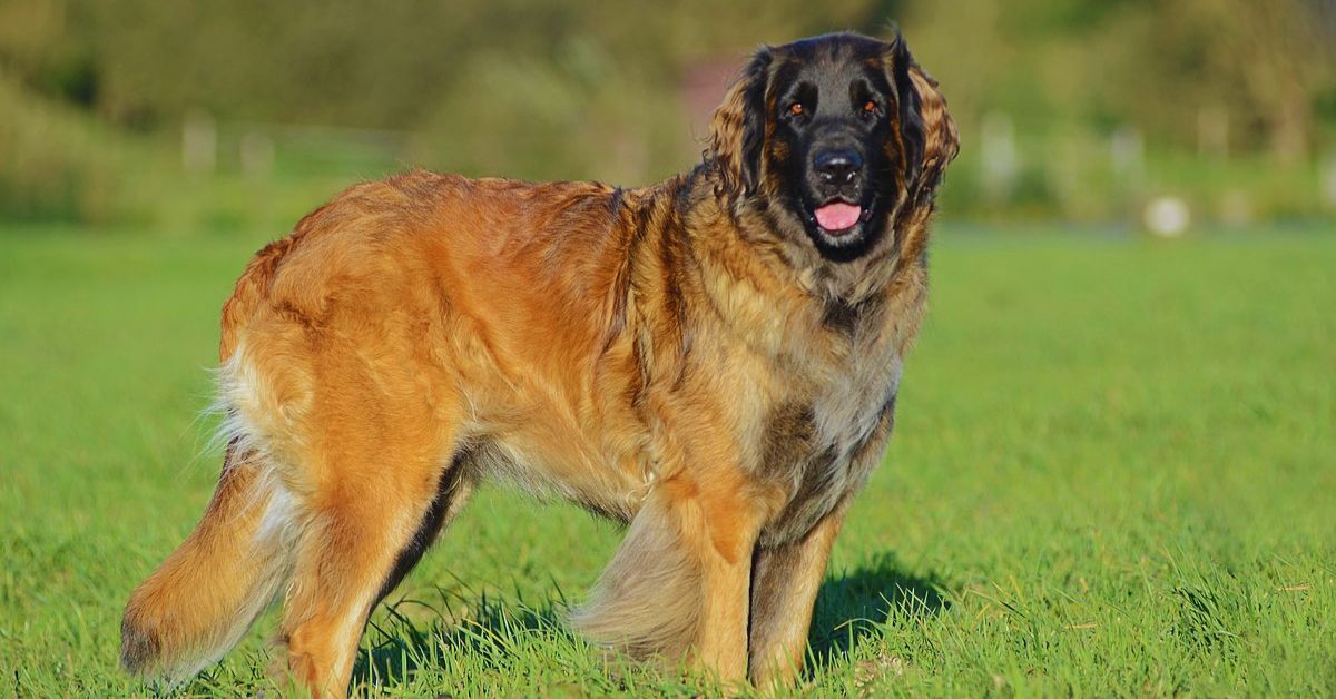 Have You Ever Seen The Amazing Leonberger Dog? - Dog Breed Pro