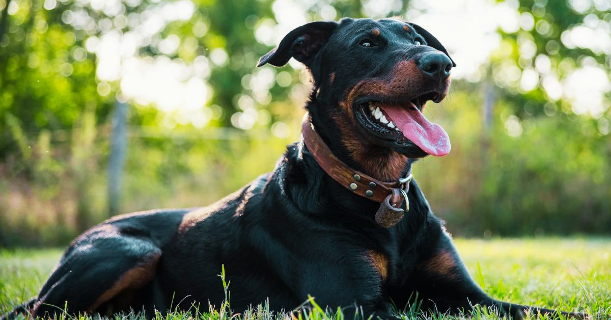 10 Interesting Facts About The Beauceron - Dog Breed Pro