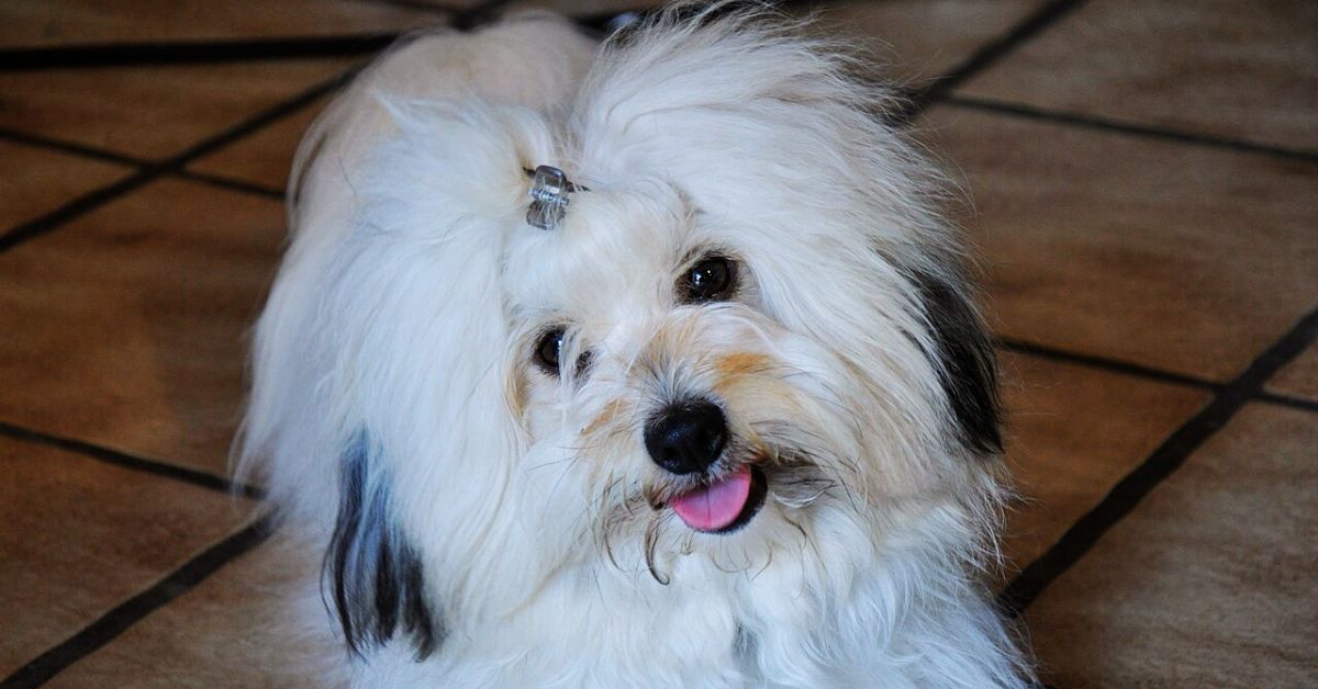 10 Must-Know Facts Before Bringing Home A Coton De Tulear - Dog Breed Pro
