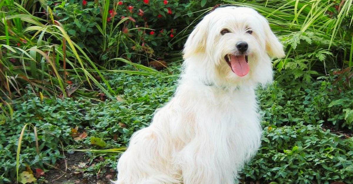 10 Must-Know Traits Of The Pyrenean Shepherd - Dog Breed Pro