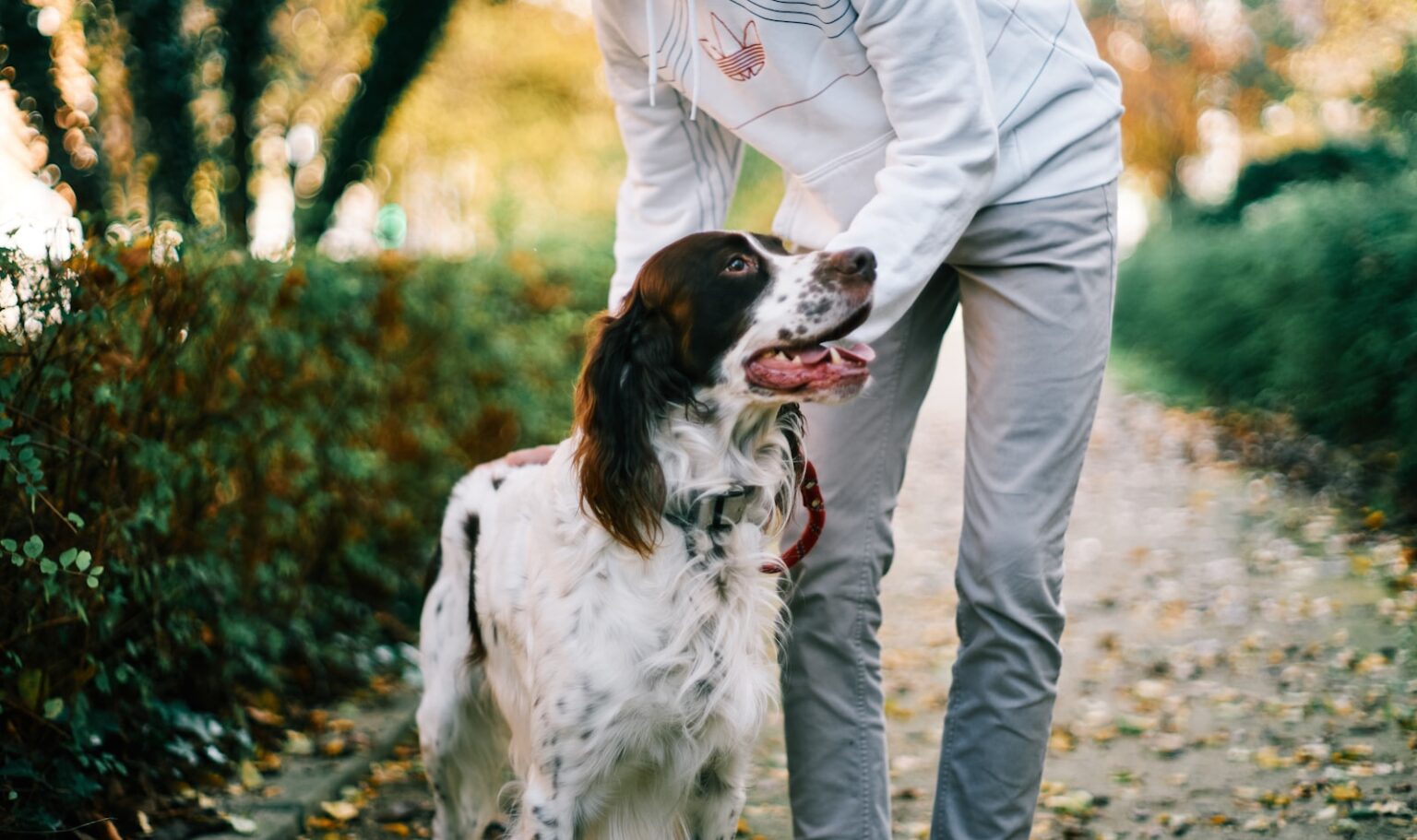 30 Dog Training Tips Every New Owner Should Know - Dog Breed Pro