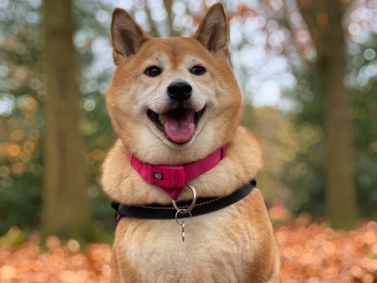 15 Healthiest Dog Breeds With the Least Health Issues - Dog Breed Pro