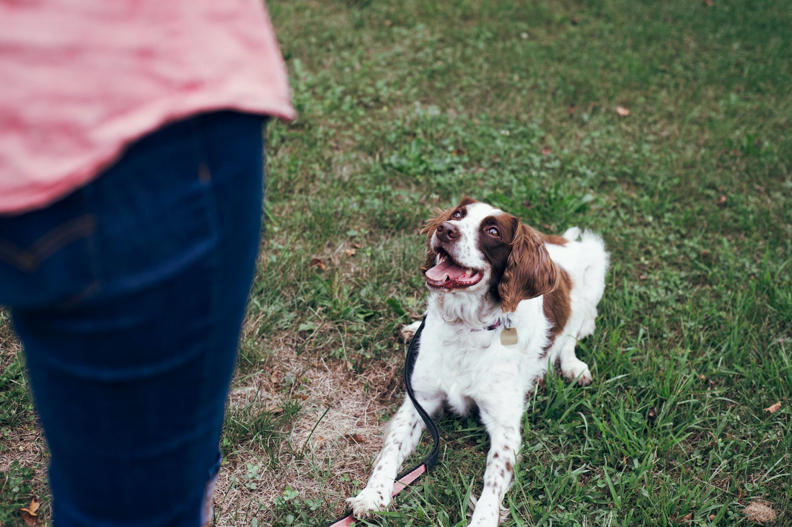 30 Dog Training Tips Every New Owner Should Know - Dog Breed Pro